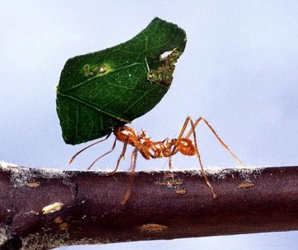 Leafcutter Ant | The Animal Facts | Appearance, Breeding, Diet, More!