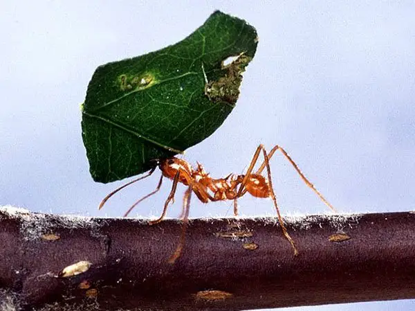 Bullet Ant | The Animal Facts | Appearance, Diet, Habitat, Behavior