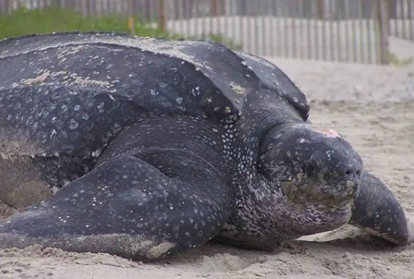Leatherback Sea Turtle | The Animal Facts | Appearance, Diet, Habitat