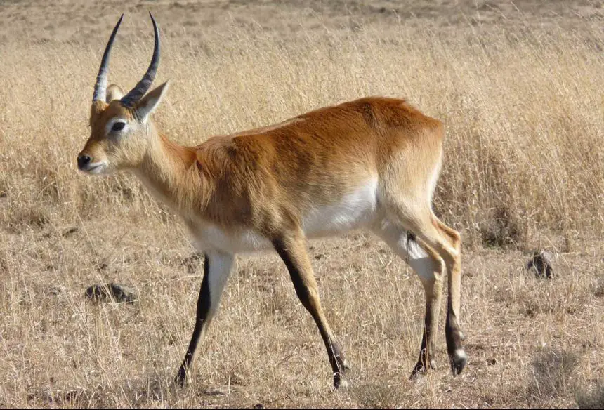 Lechwe - The Animal Facts - Appearance, Diet, Habitat, Lifespan, Behavior