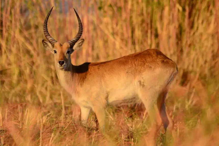 Lechwe - The Animal Facts - Appearance, Diet, Habitat, Lifespan, Behavior