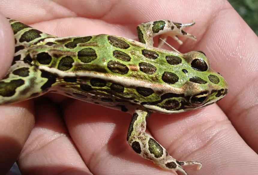 Northern Leopard Frog The Animal Facts Appearance Diet Habitat northern-leopard-frog-the-animal-facts-appearance-diet-habitat