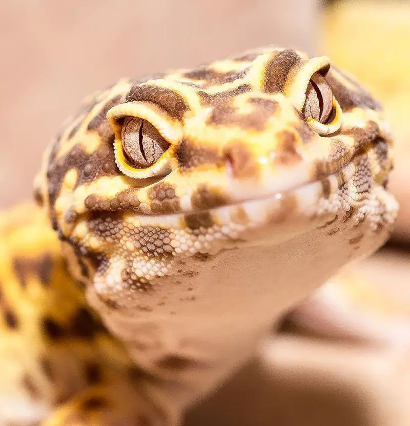 Leopard Gecko | The Animal Facts | Appearance, Diet, Habitat, Behavior
