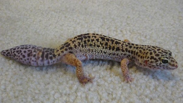 Leopard Gecko | The Animal Facts | Appearance, Diet, Habitat, Behavior