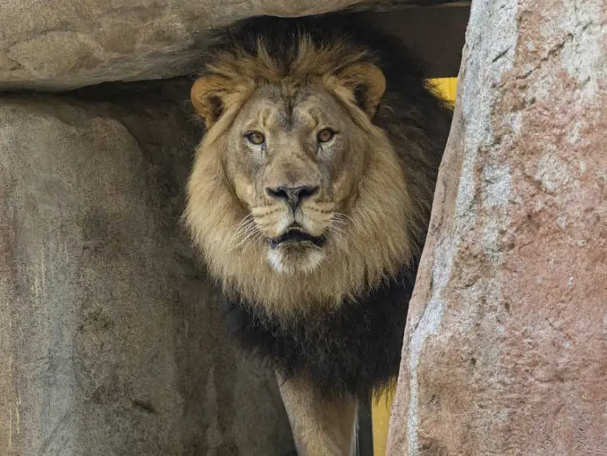 Regent Honeyeater | The Animal Facts | Appearance, Diet, Habitat