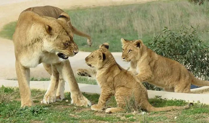 Fort Worth Zoo Unveil New Predators Habitat | The Animal Facts