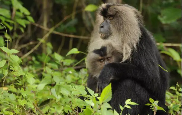 Lion-Tailed Macaque | The Animal Facts | Appearance, Diet, Habitat