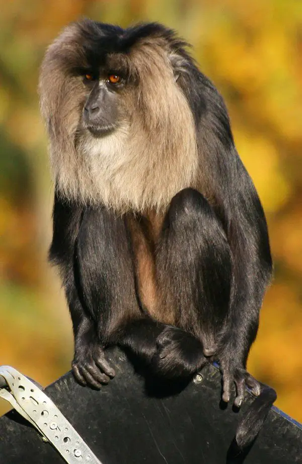 Lion-Tailed Macaque | The Animal Facts | Appearance, Diet, Habitat