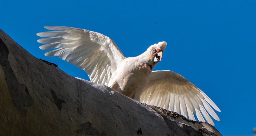 Long-Billed Corella | The Animal Facts | Appearance, Diet, Habitat