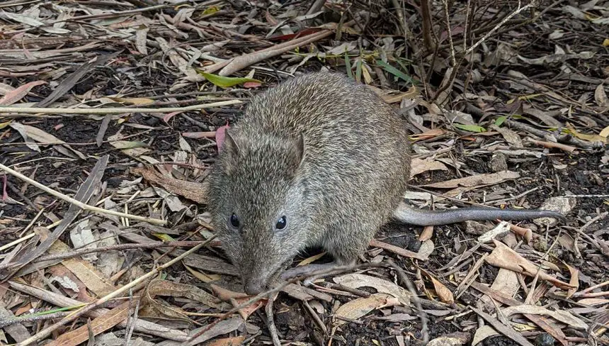 Long-Nosed Potoroo | The Animal Facts | Appearance, Diet, Behavior