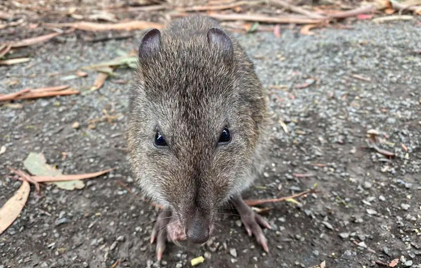 Long-Nosed Potoroo | The Animal Facts | Appearance, Diet, Behavior