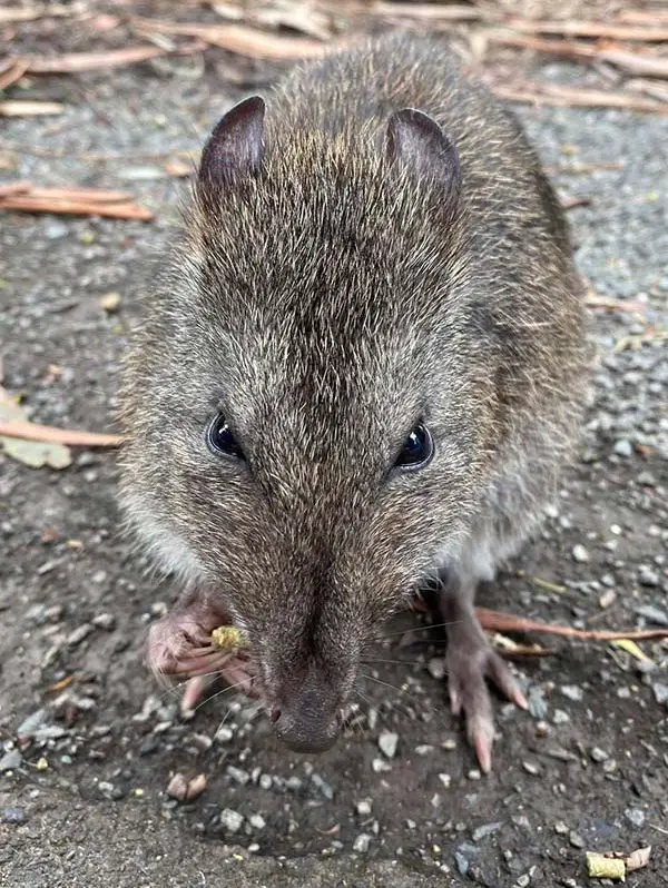 Long-Nosed Potoroo | The Animal Facts | Appearance, Diet, Behavior