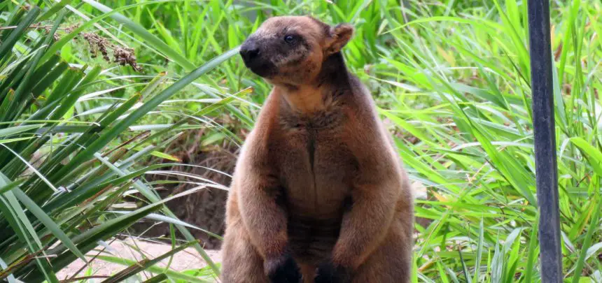 Lumholtz’s Tree Kangaroo | The Animal Facts | Appearance, Diet