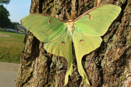 Luna Moth | The Animal Facts | Appearance, Diet, Habitat, Behavior