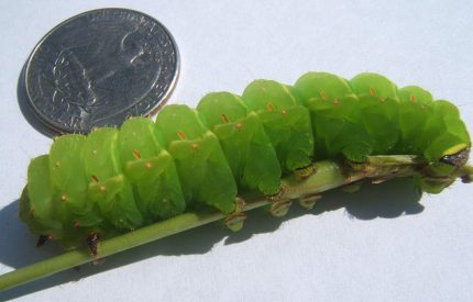 Luna Moth | The Animal Facts | Appearance, Diet, Habitat, Behavior