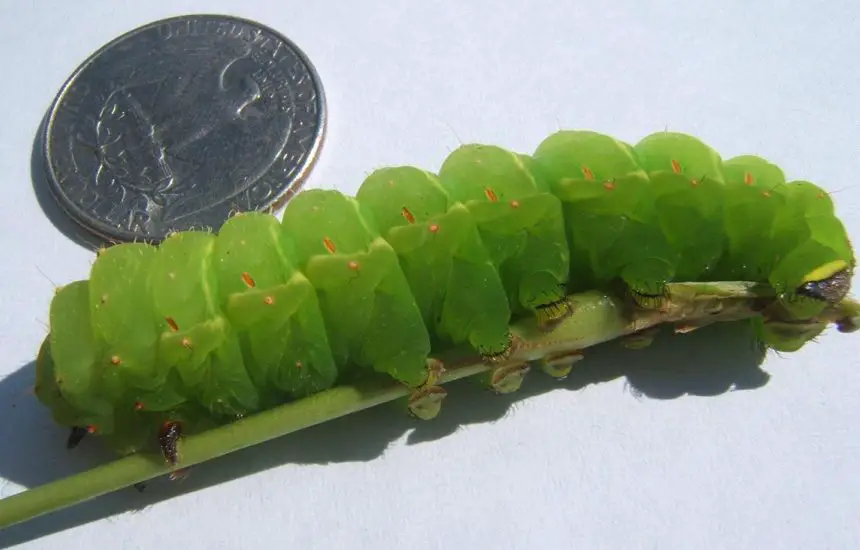 Luna Moth | The Animal Facts | Appearance, Diet, Habitat, Behavior