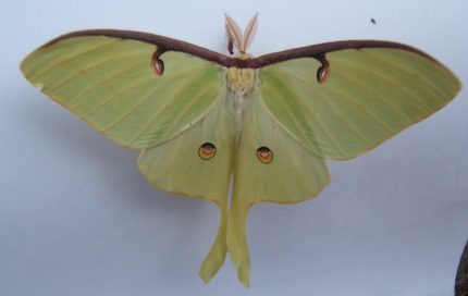 Luna Moth | The Animal Facts | Appearance, Diet, Habitat, Behavior