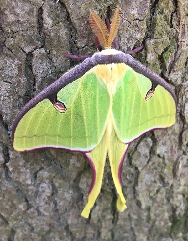 Luna Moth | The Animal Facts | Appearance, Diet, Habitat, Behavior