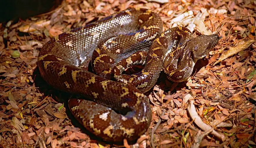Madagascan Tree Boa | The Animal Facts | Appearance, Diet, Habitat