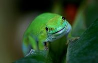 Madagascar Day Gecko - The Animal Facts - Habitat, Appearance, More!