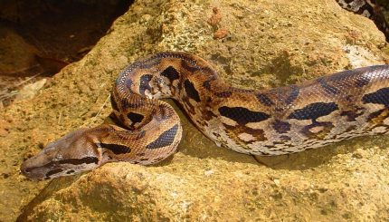 Madagascar Ground Boa | The Animal Facts | Appearance, Diet, Habitat