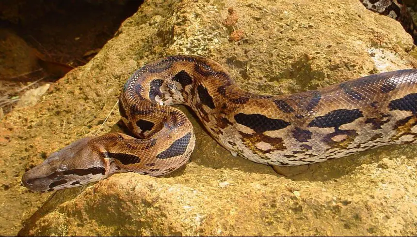 Madagascar Ground Boa | The Animal Facts | Appearance, Diet, Habitat