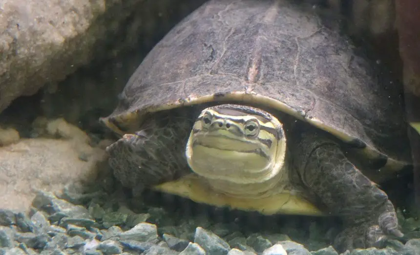 Amboina Box Turtle | The Animal Facts | Appearance, Diet, Habitat