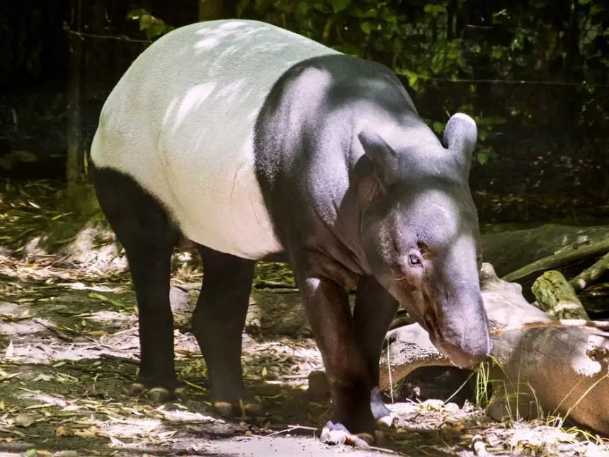 Woodland Park Zoo Farwell Their Only Male Malayan Tapir | The Animal Facts