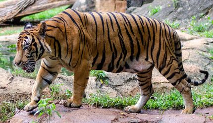 Malayan Tiger | The Animal Facts | Appearance, Diet, Habitat, Behavior