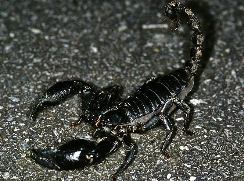 Desert Scorpion | The Animal Facts | Appearance, Diet, Habitat, Behavior