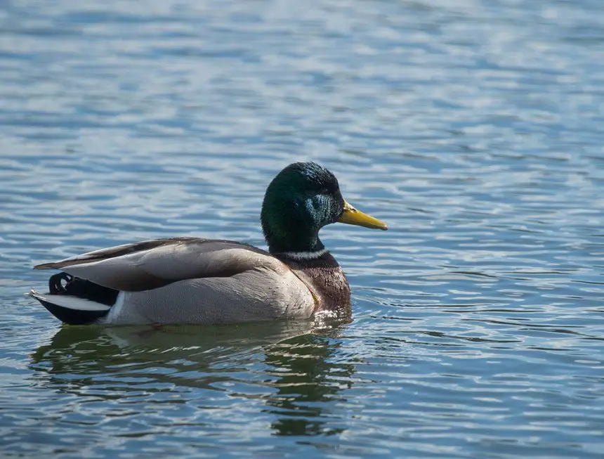 Mallard | The Animal Facts | Appearance, Diet, Habitat, Behavior