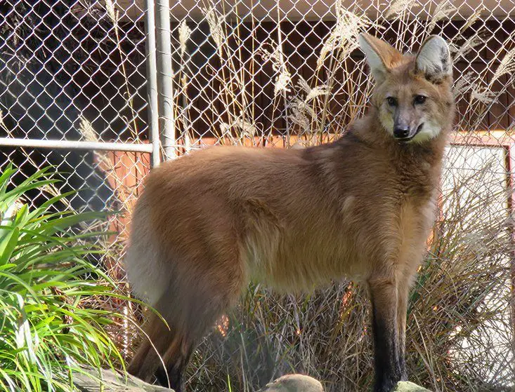 Bush Dog | The Animal Facts | Appearance, Diet, Habitat, Lifespan