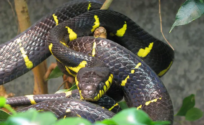 Mangrove Snake | The Animal Facts | Appearance, Diet, Habitat, Lifespan