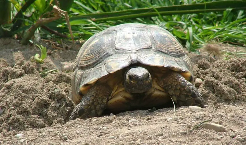 Marginated Tortoise | The Animal Facts | Appearance, Diet, Behavior