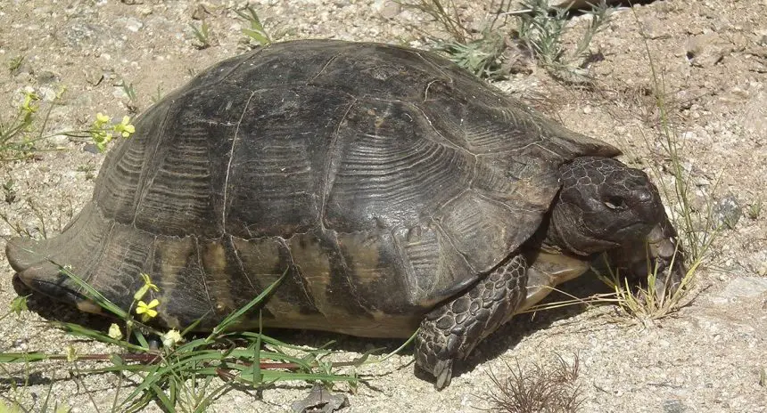 Marginated Tortoise | The Animal Facts | Appearance, Diet, Behavior