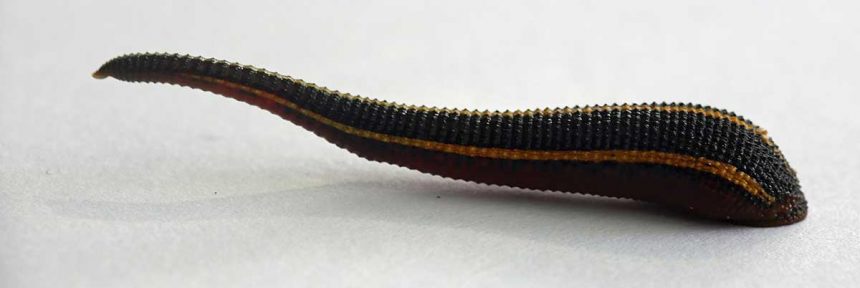 European Medicinal Leech | The Animal Facts | Appearance, Diet, Habitat