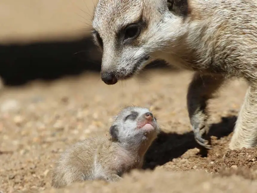 Taronga Western Plains Zoo Welcome Meerkat Pups
