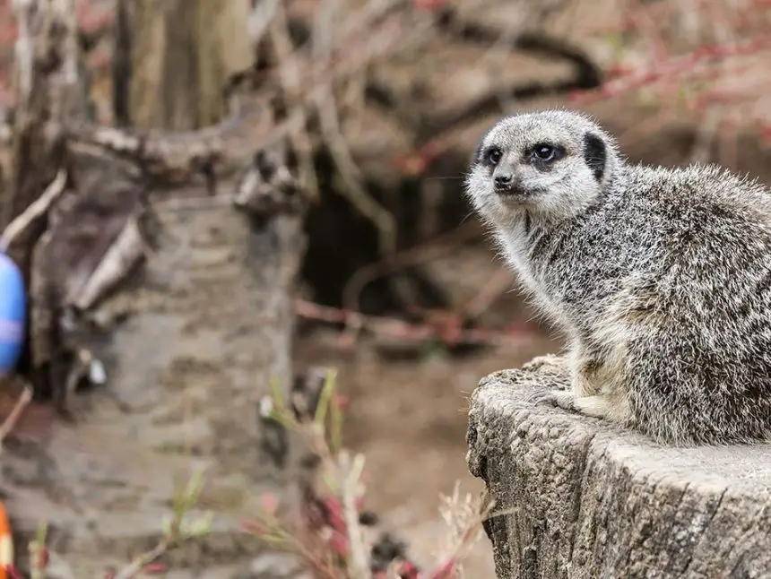 Nilgai - The Animal Facts