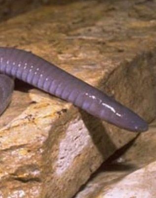 Mexican Caecilian | The Animal Facts | Appearance, Habitat, Diet, Behavior