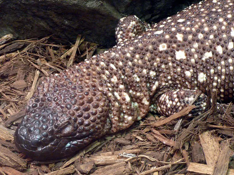 Mexican Beaded Lizard | The Animal Facts | Appearance, Diet, Behavior