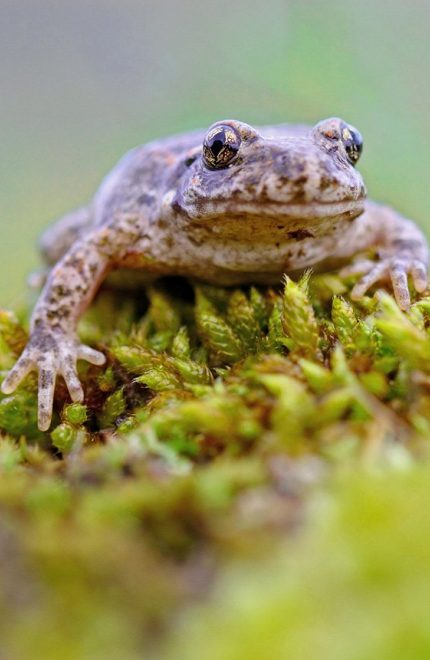 Midwife Toad | The Animal Facts | Appearance, Diet, Habitat, Behavior