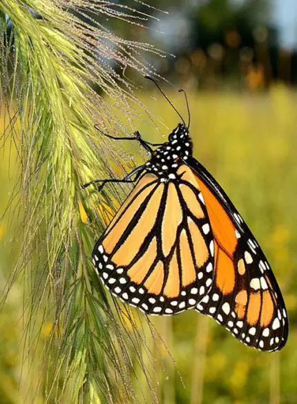 Monarch Butterfly | The Animal Facts Habitat, Diet, Breeding, More!
