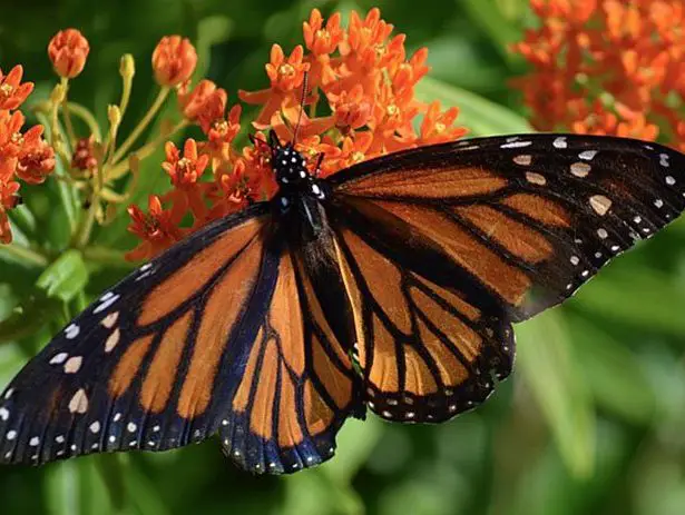 Invertebrates | The Animal Facts