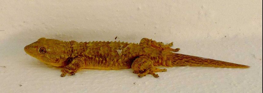 Moorish Gecko | The Animal Facts | Appearance, Diet, Habitat, Lifespan