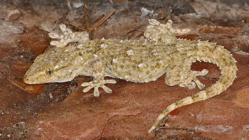 Moorish Gecko | The Animal Facts | Appearance, Diet, Habitat, Lifespan