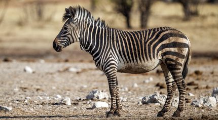 Zebra Fact File| The Animal Facts | Diet, Habitat, Species