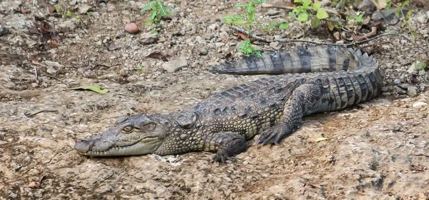 Mugger Crocodile | The Animal Facts | Appearance, Diet, Habitat, Behavior