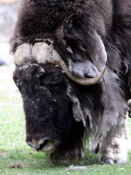 Musk Ox | The Animal Facts | Appearance, Habitat, Diet, Behavior