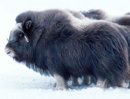 Musk Ox | The Animal Facts | Appearance, Habitat, Diet, Behavior