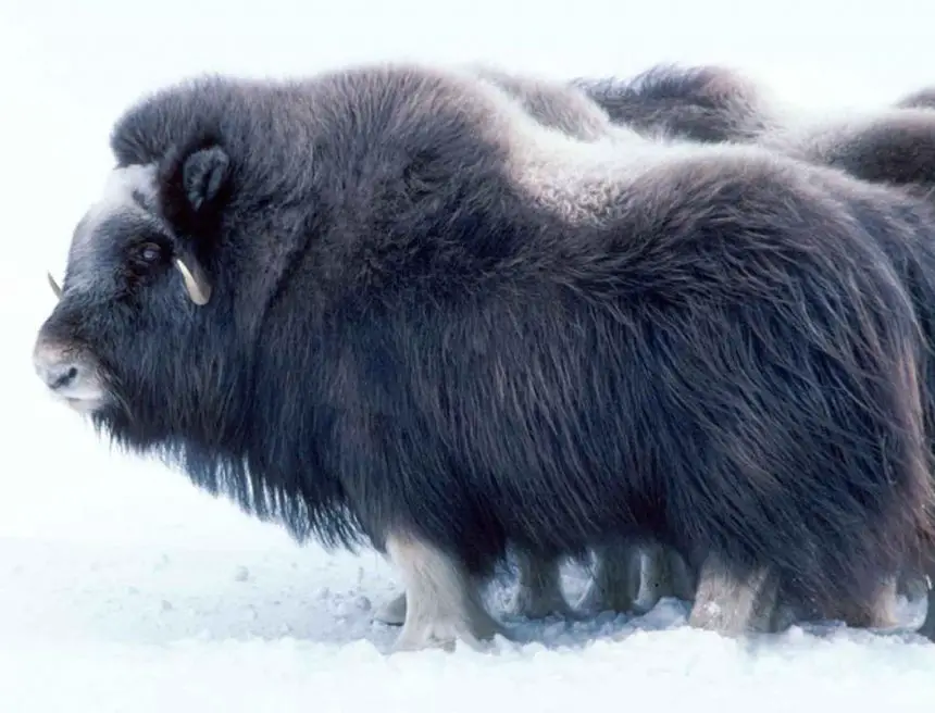 Musk Ox | The Animal Facts | Appearance, Habitat, Diet, Behavior